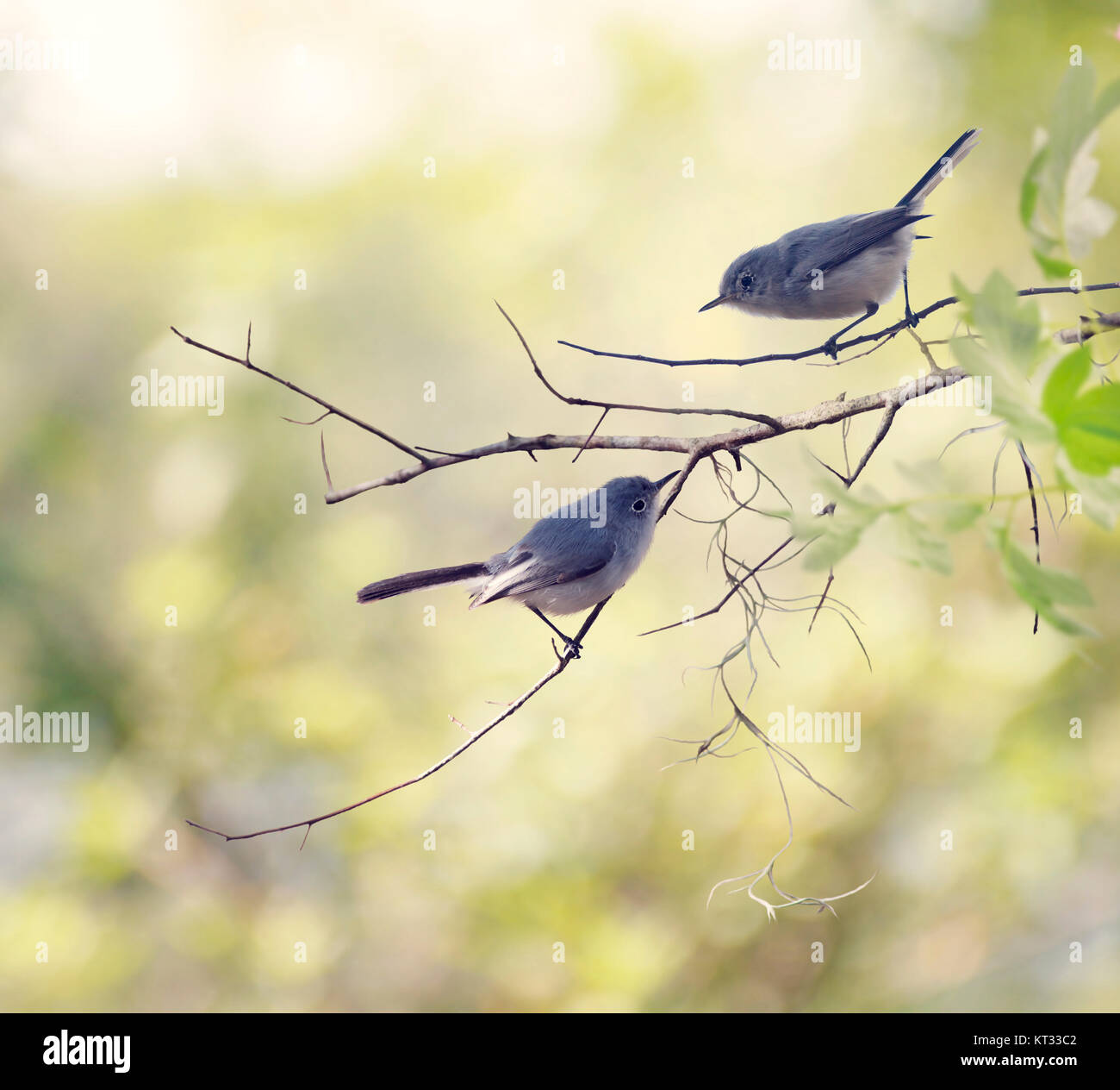 Gnatcatchers hi-res stock photography and images - Alamy