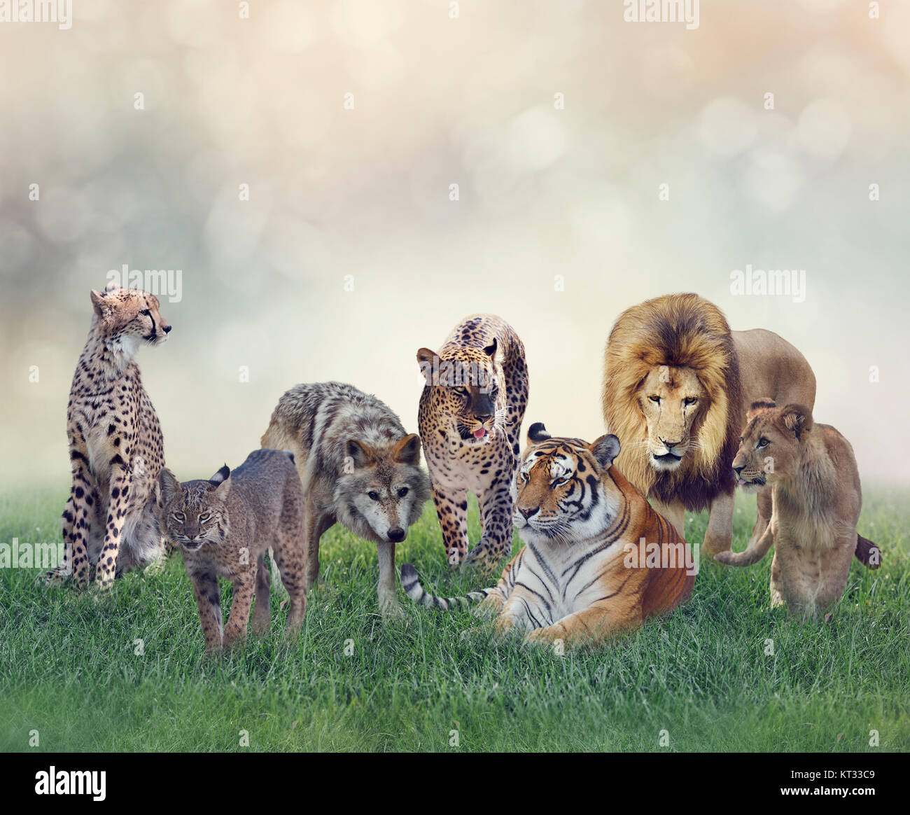 Animal mammals collage hi-res stock photography and images - Alamy