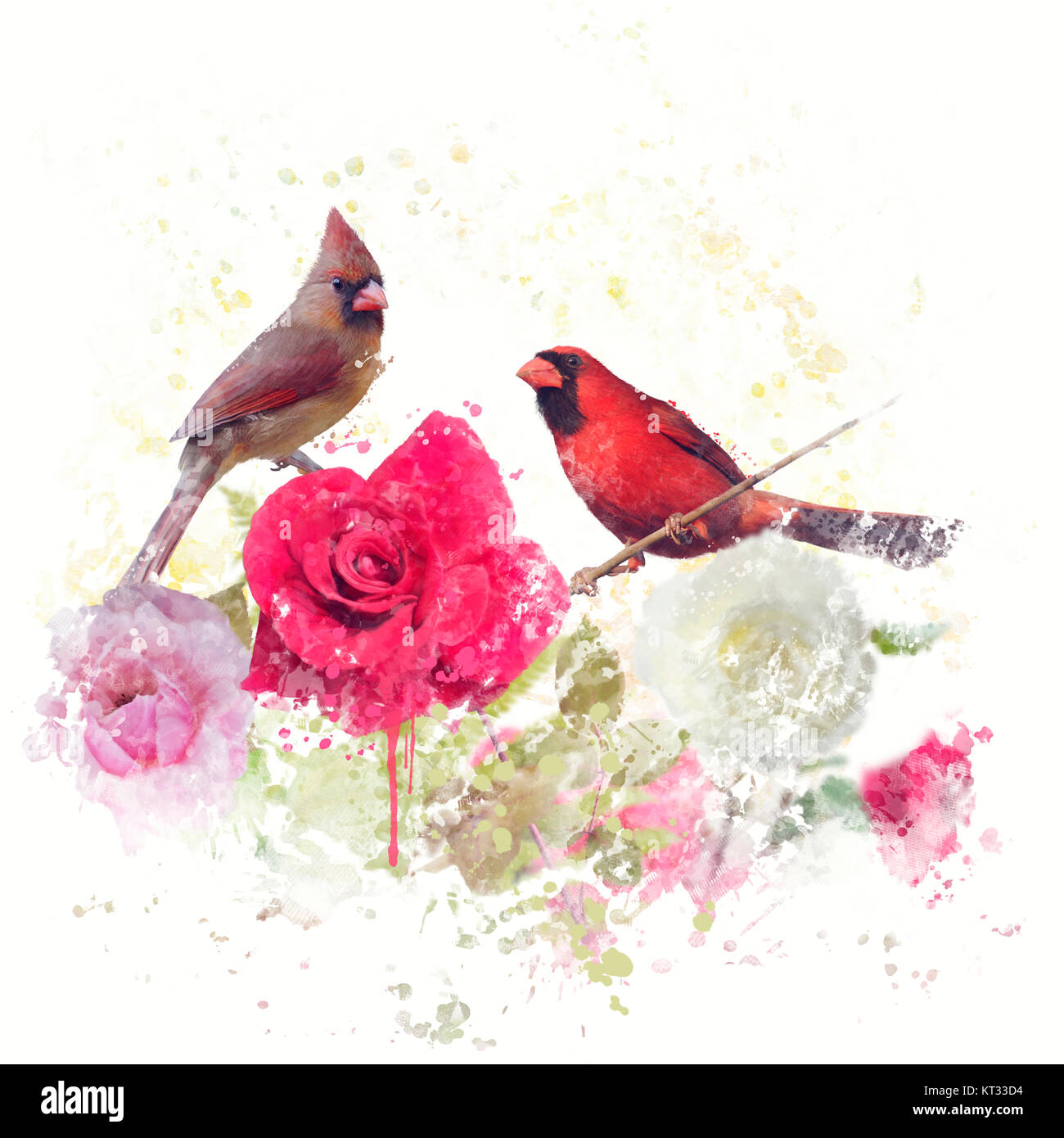 Northern cardinal bird illustration hi-res stock photography and images ...