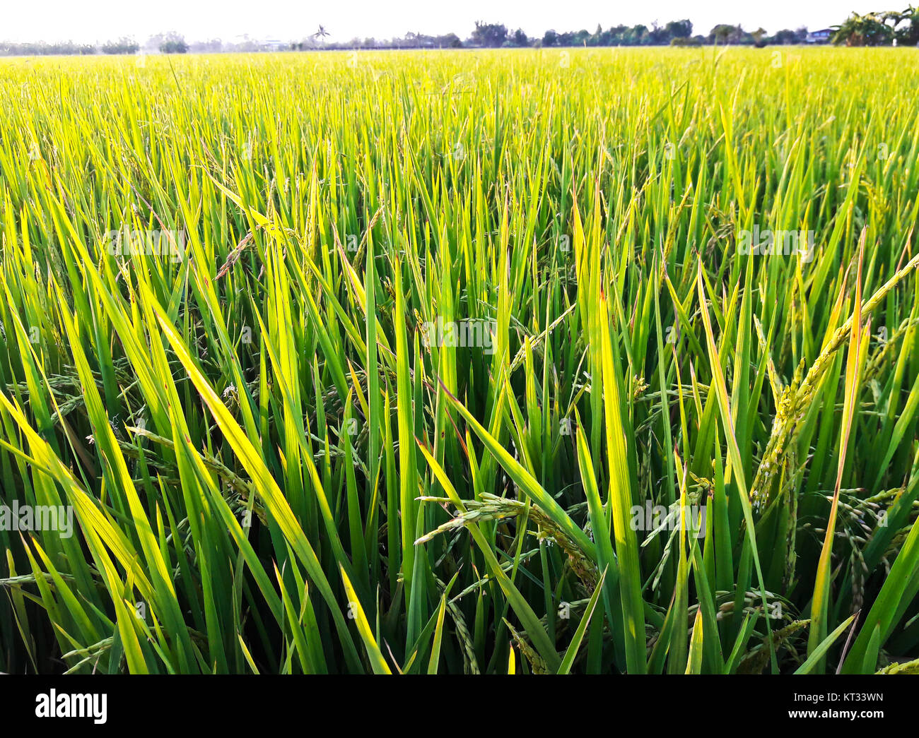Paddy Rice Fields Stock Photo - Alamy