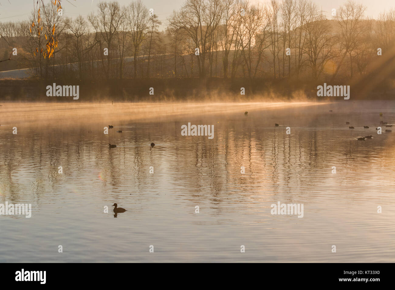 pond in the diffuse morning fog Stock Photo - Alamy