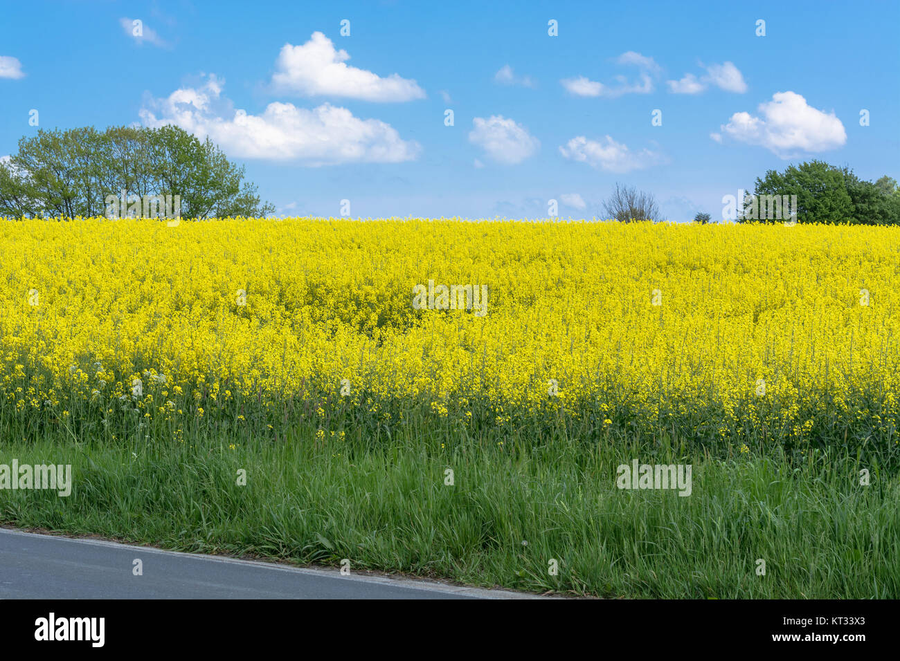 blooming canola field with blue sky Stock Photo - Alamy