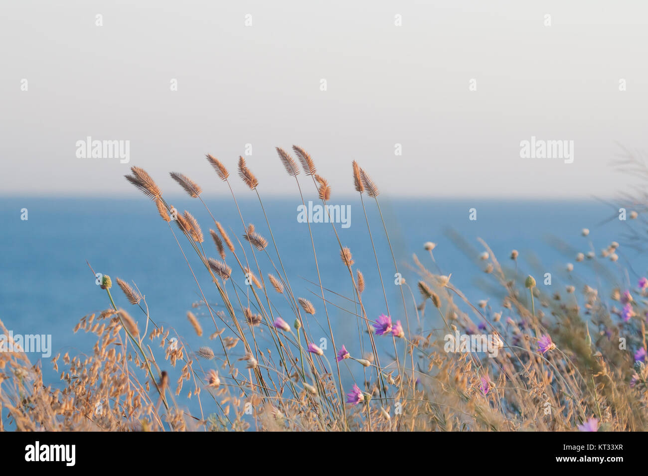 wild flowers on the sea background Stock Photo - Alamy