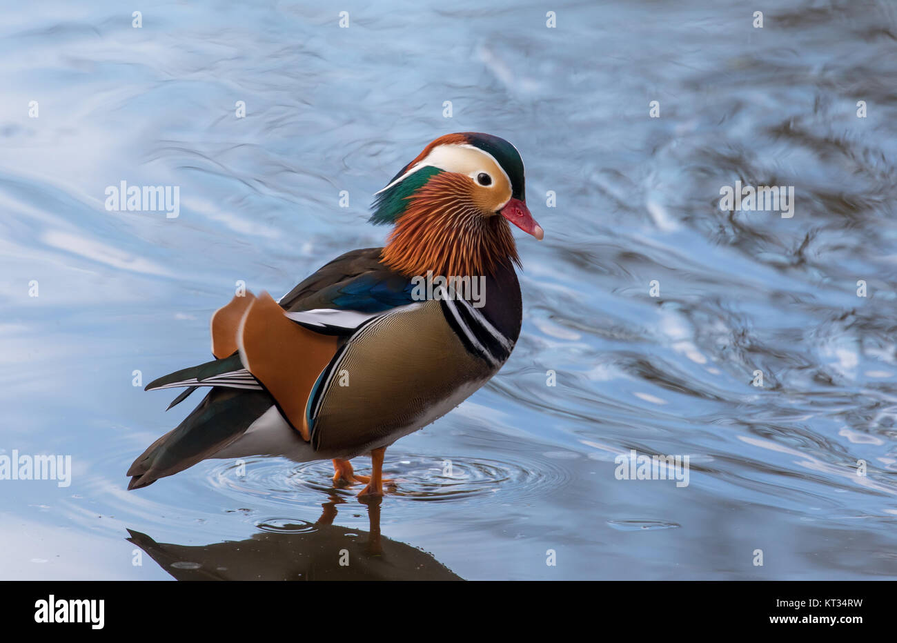 Mandarin duck england hi-res stock photography and images - Alamy
