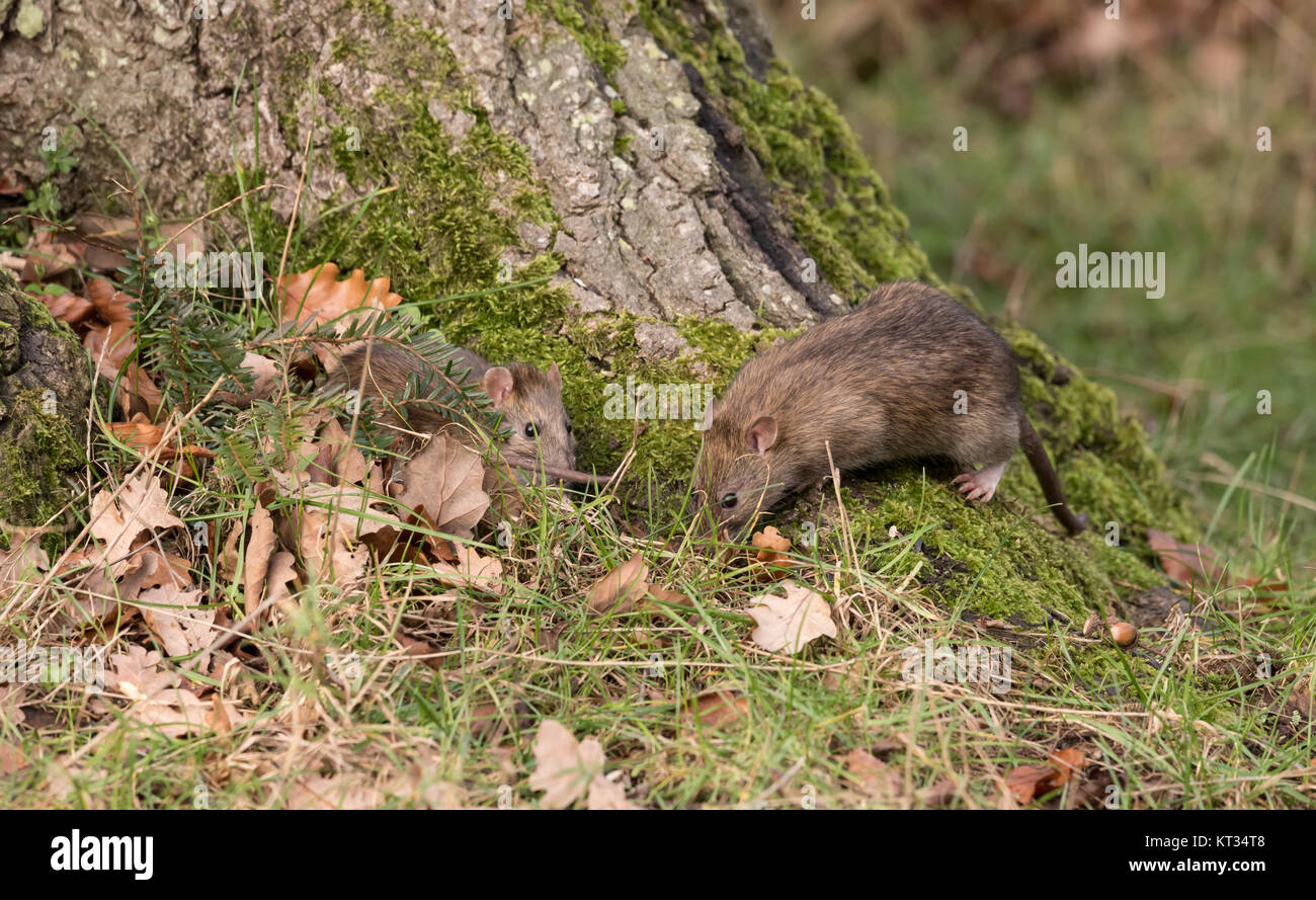 Scavenging for food hi-res stock photography and images - Alamy