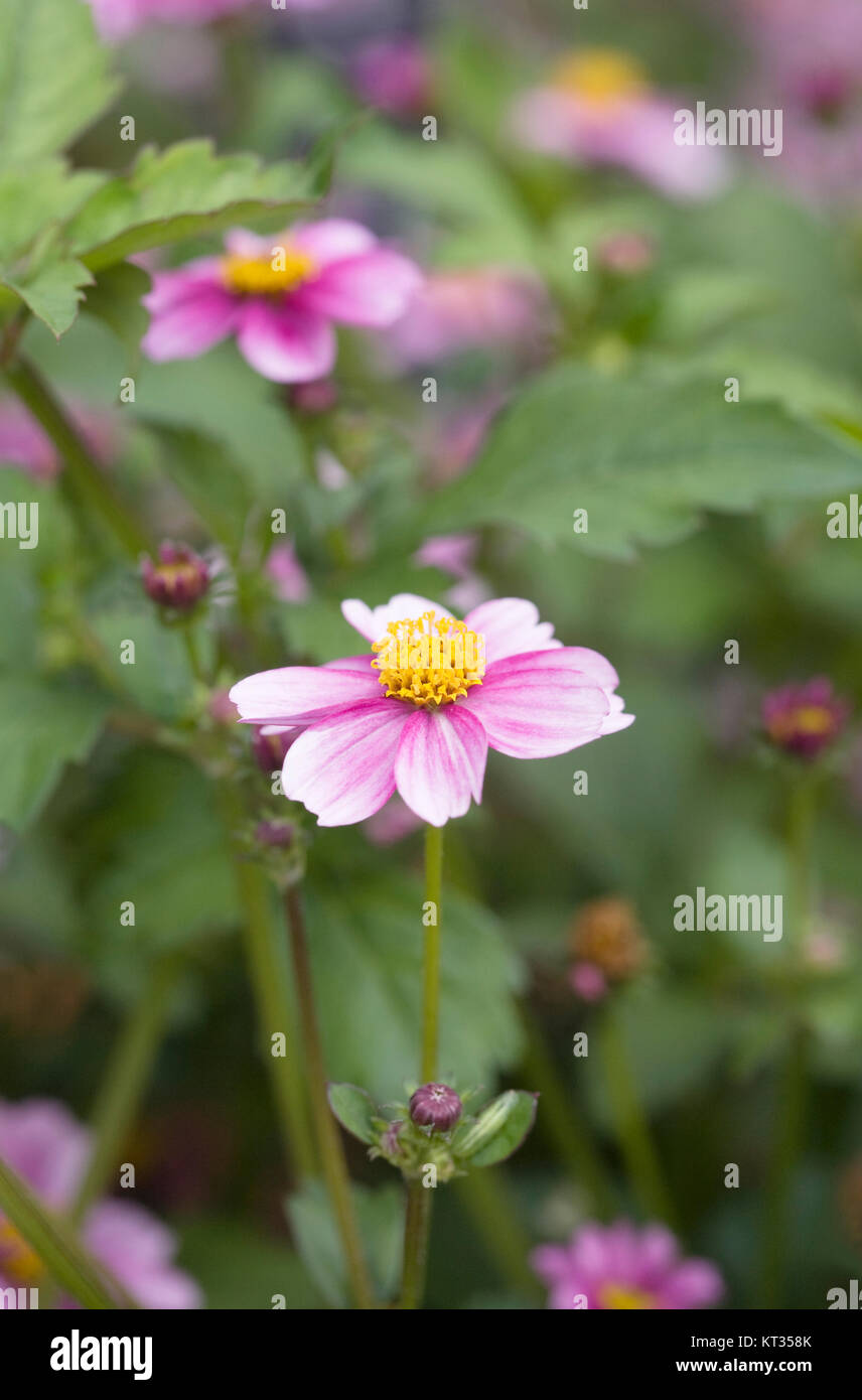 Bidens Flower Stock Photos & Bidens Flower Stock Images - Alamy