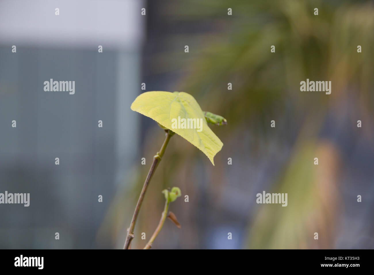 Nature the beautiful Stock Photo - Alamy