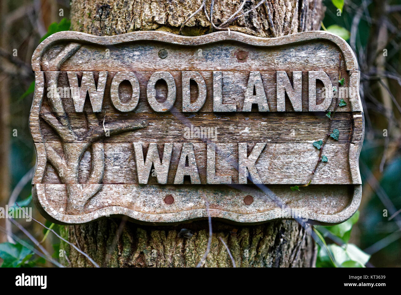 Woodland walk in wales hi-res stock photography and images - Alamy