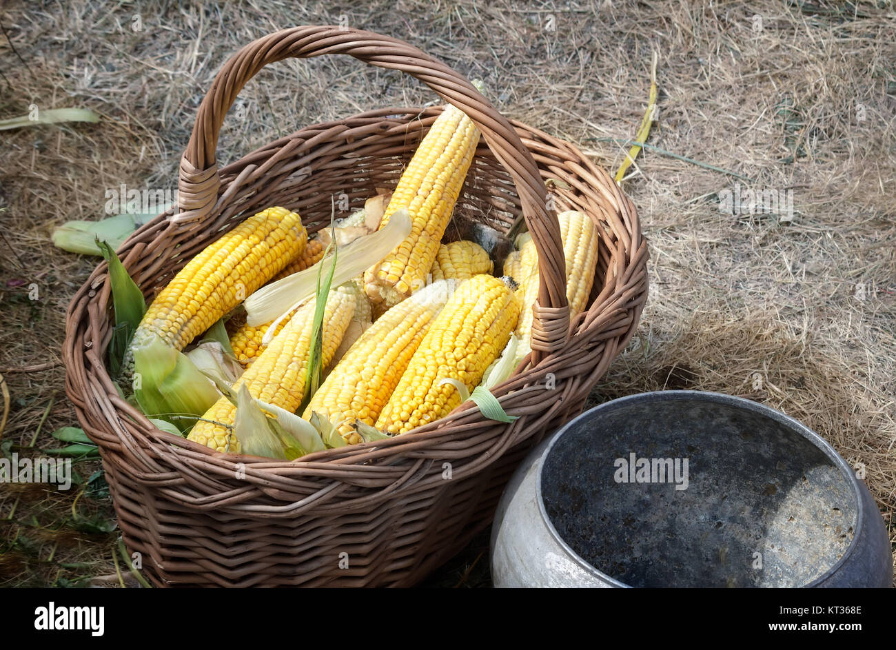 Corn in a basket for sale at the fair Stock Photo - Alamy