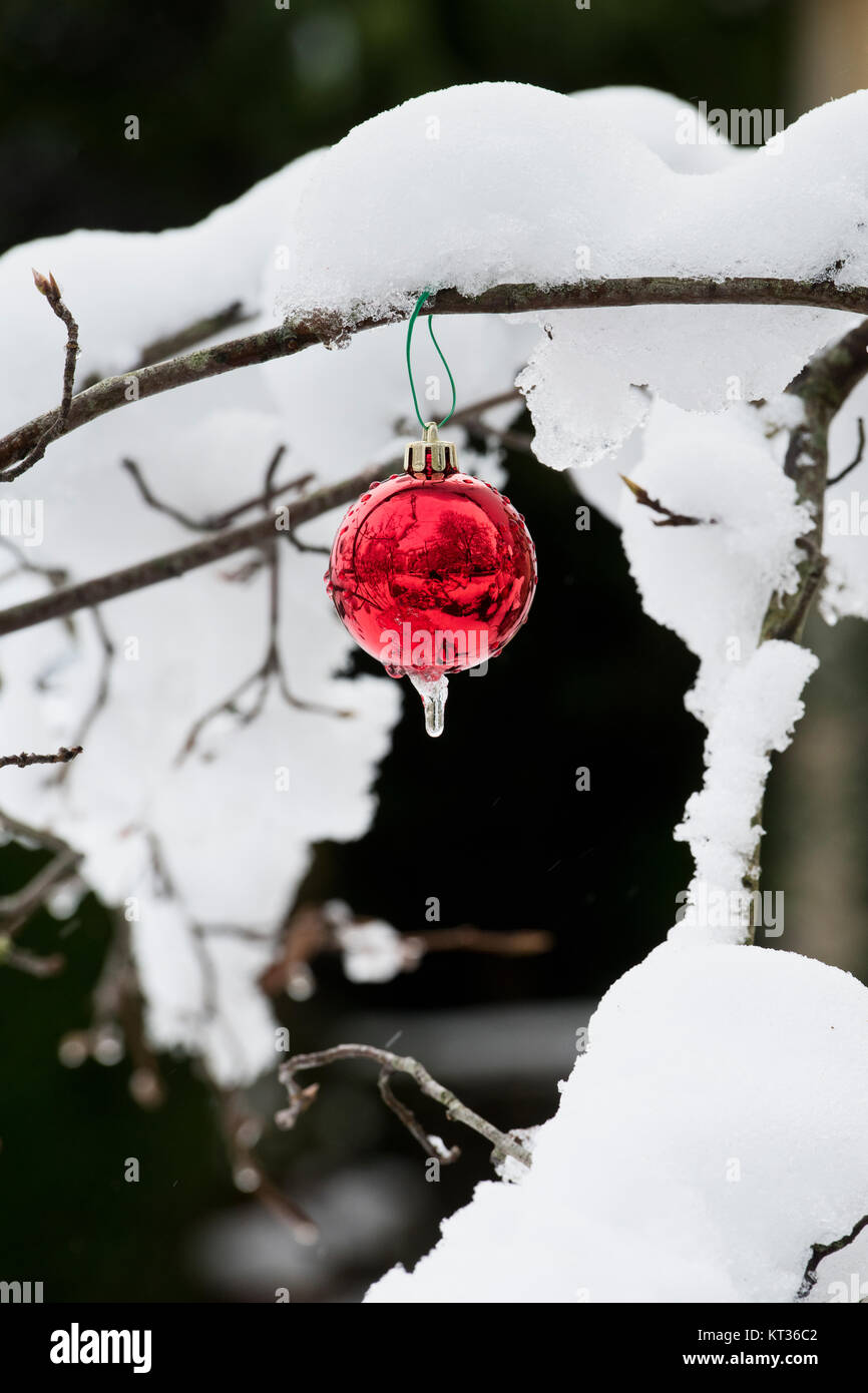 Red christmas bauble hanging on a snow covered shrub in December ...