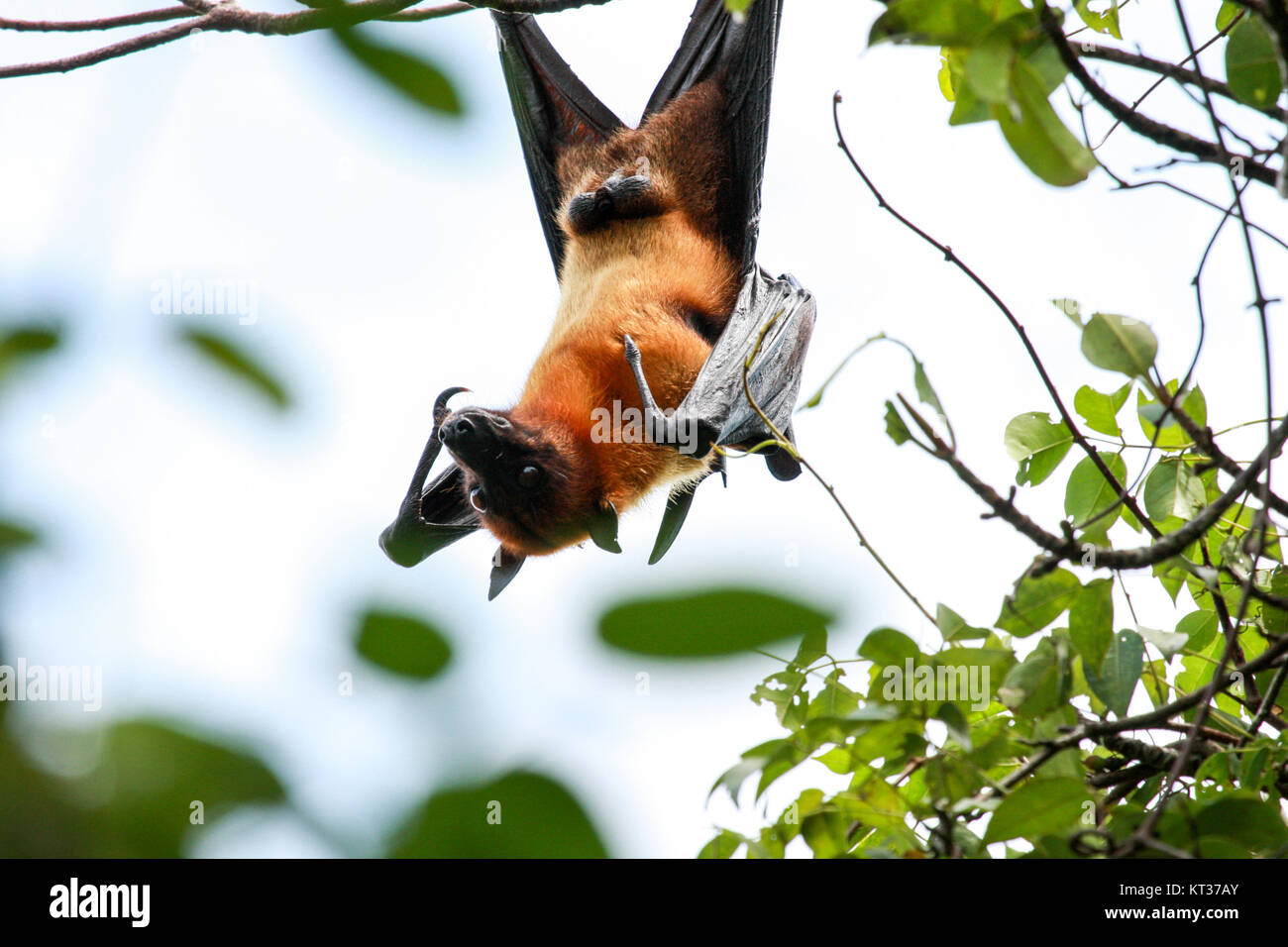 Flying dog, Fox or Fruit bat. Pteropus vampyrus Stock Photo - Alamy