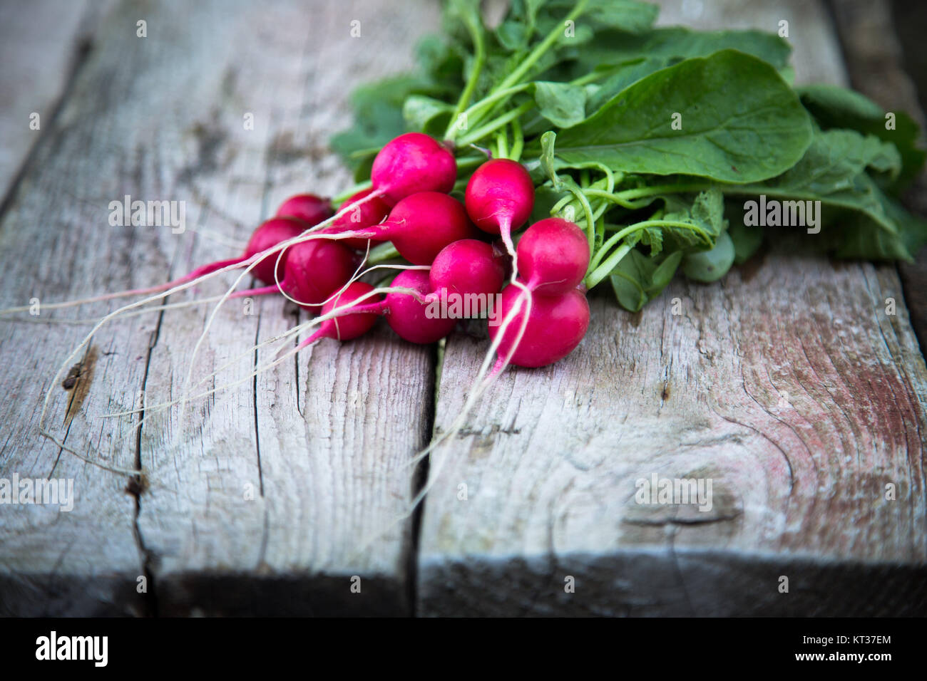 Fresh organic radish on a old wooden background Stock Photo - Alamy