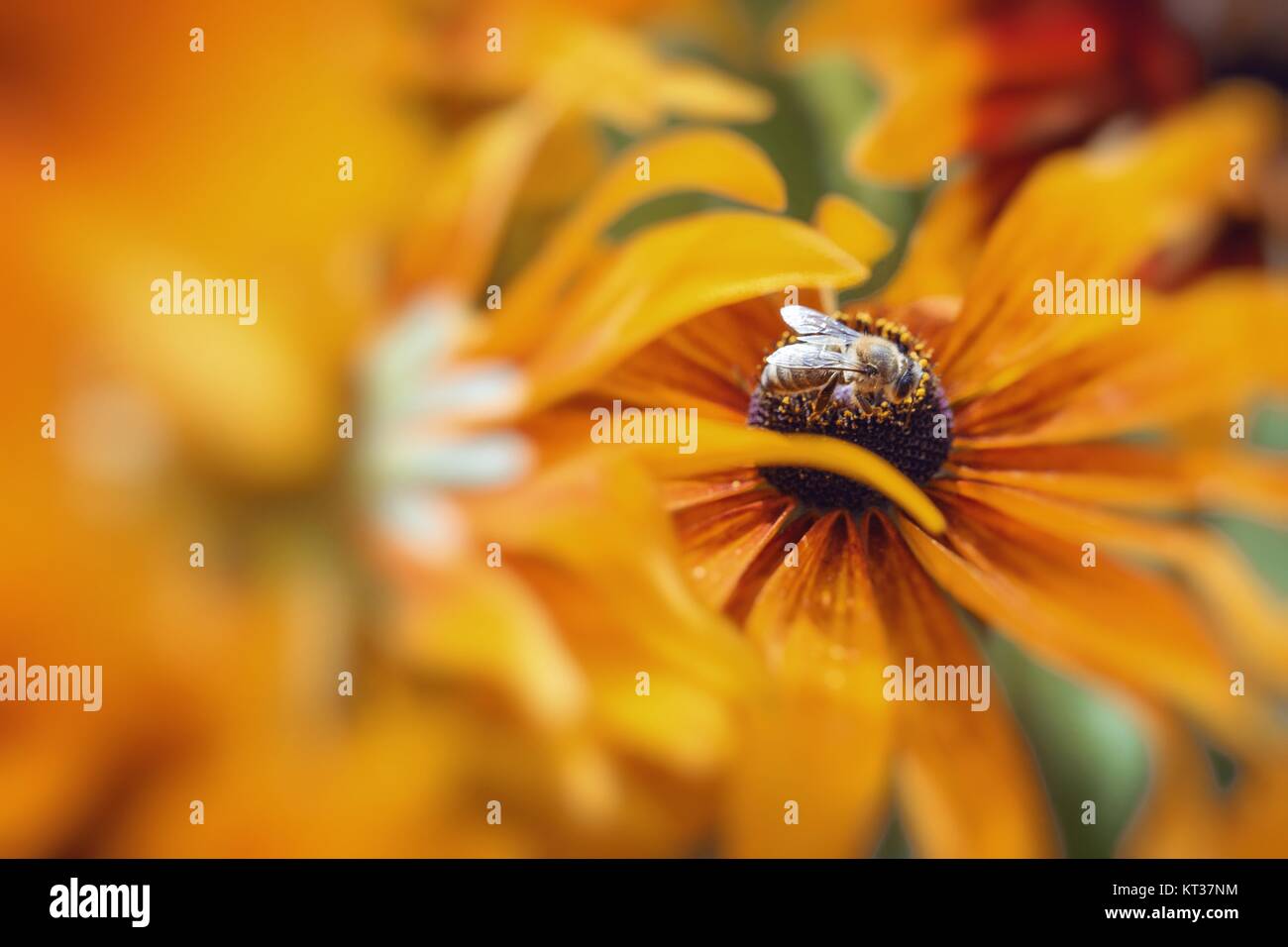 Close-up photo of a Western Honey Bee gathering nectar and spreading ...