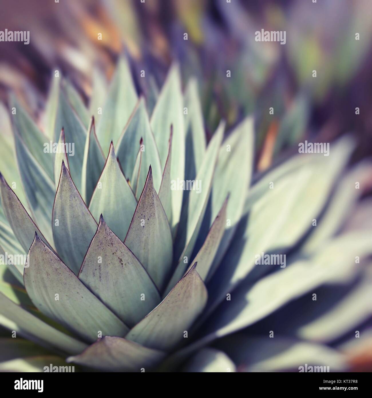 Weather health alert hi-res stock photography and images - Alamy