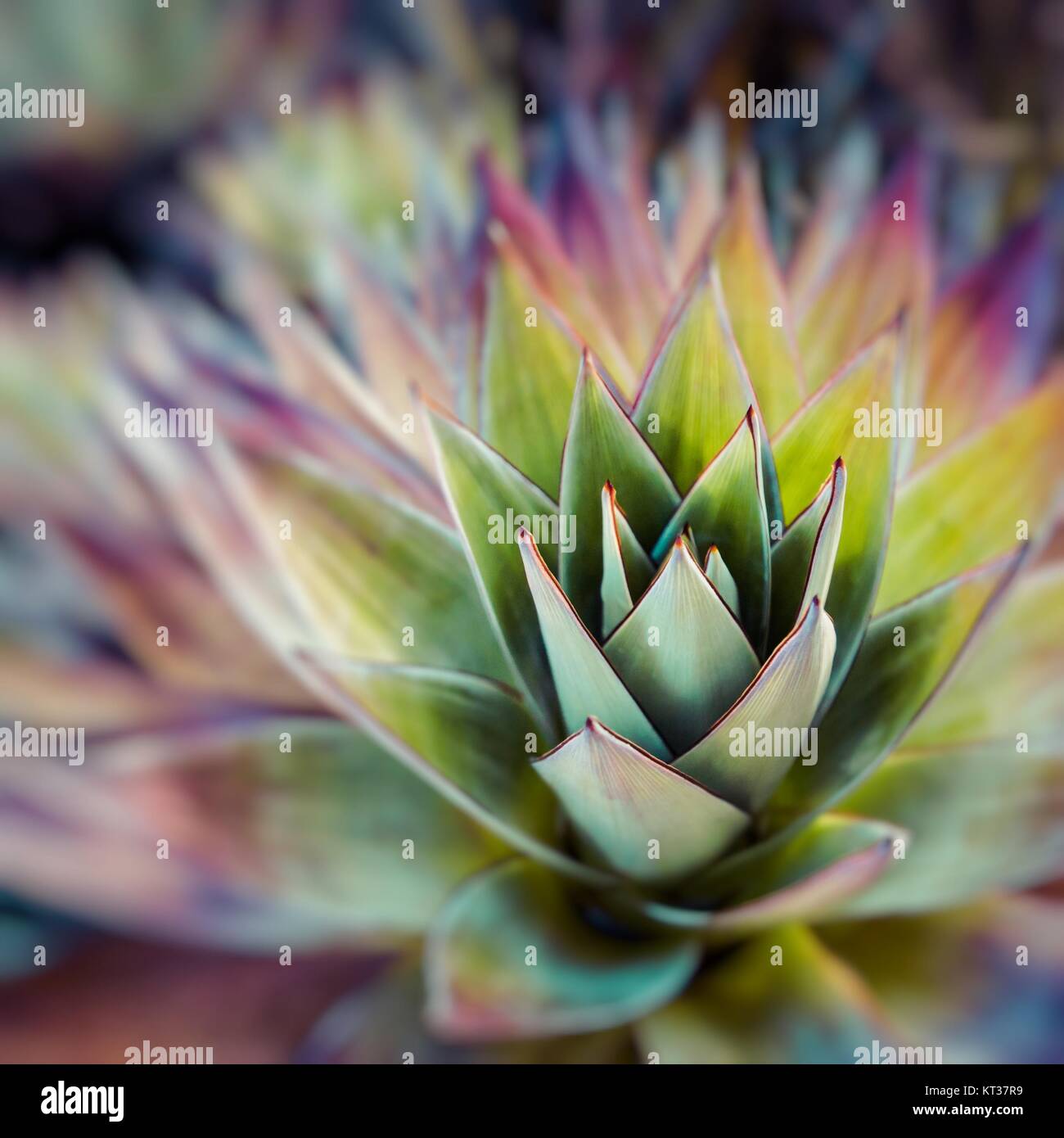 Endemic plant from Mount Roraima in Venezuela Stock Photo - Alamy
