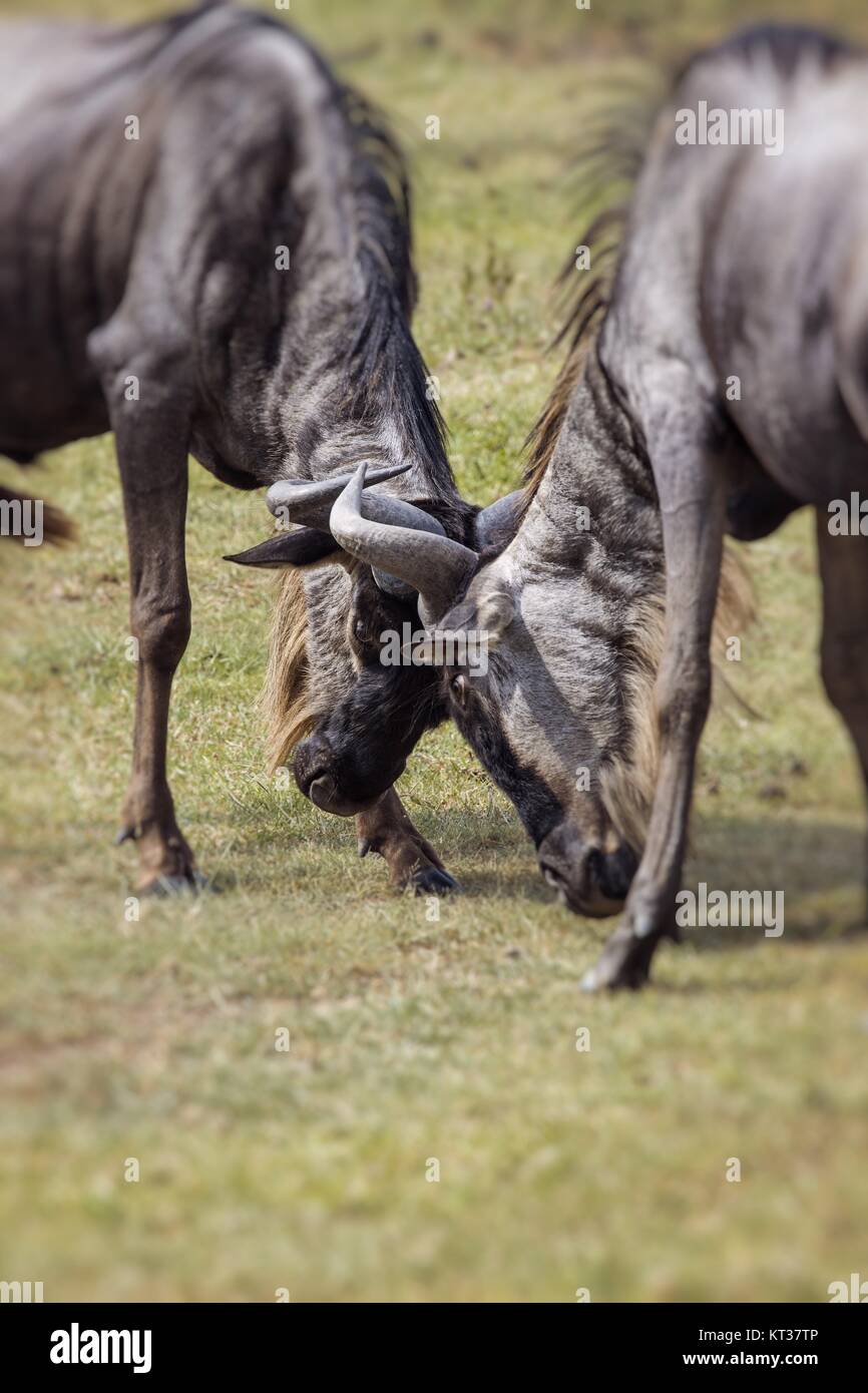 Two battling Wildebeests about to smash their heads against each other ...