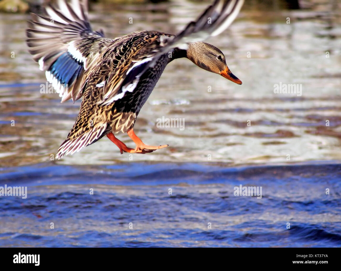 Duck down feathers hi-res stock photography and images - Alamy