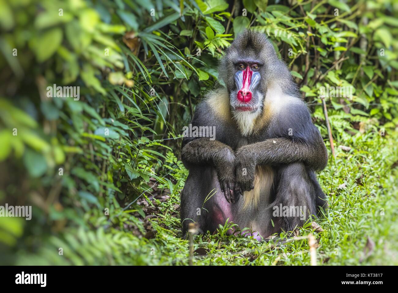 Mandrill endangered species africa hi-res stock photography and images ...