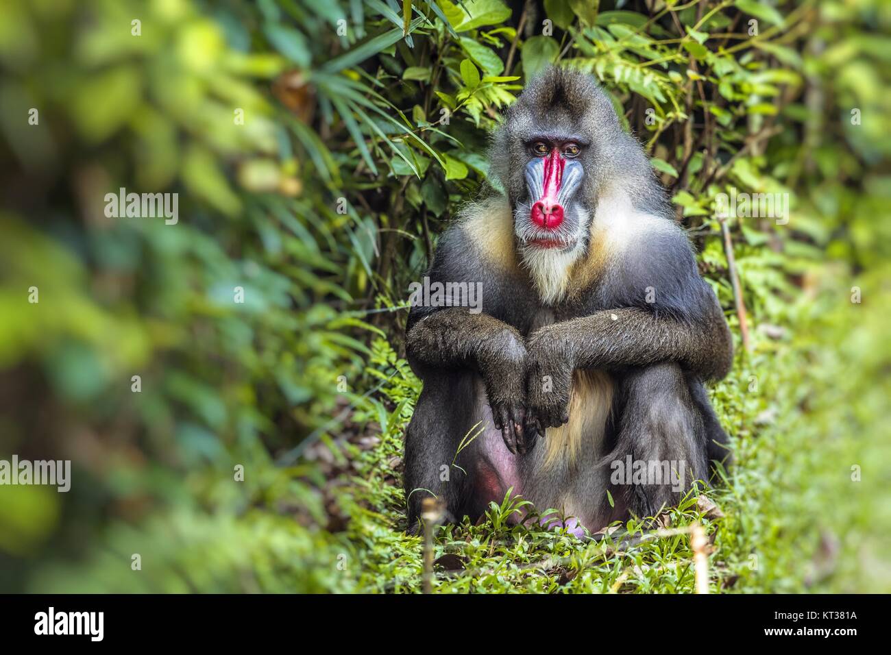 Angry mandrill hi-res stock photography and images - Alamy