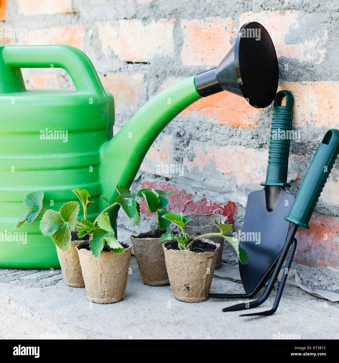 Strawberry Plants With Gardening Tools Stock Photo - Alamy