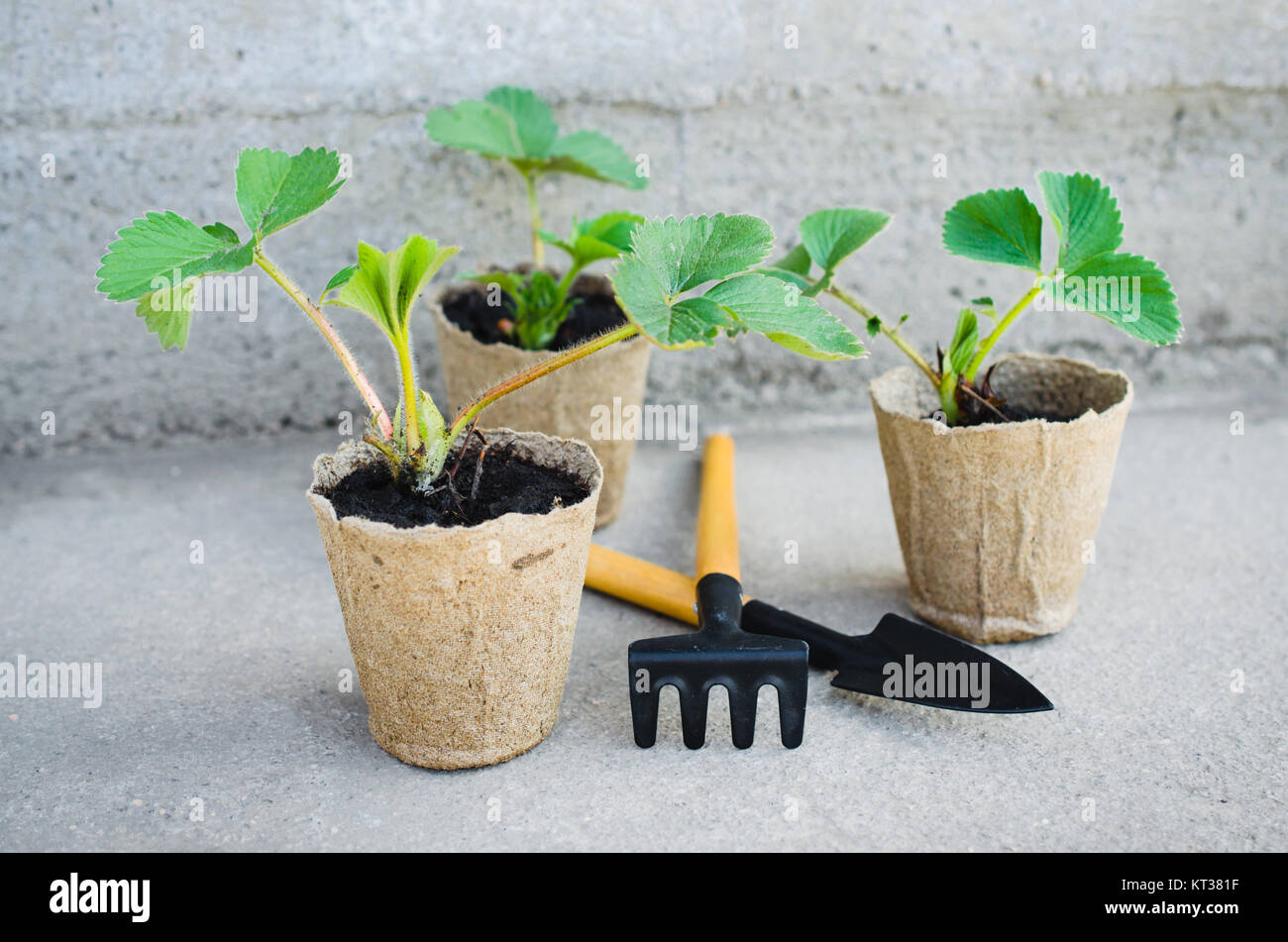 Strawberry Plants With Gardening Tools Stock Photo - Alamy