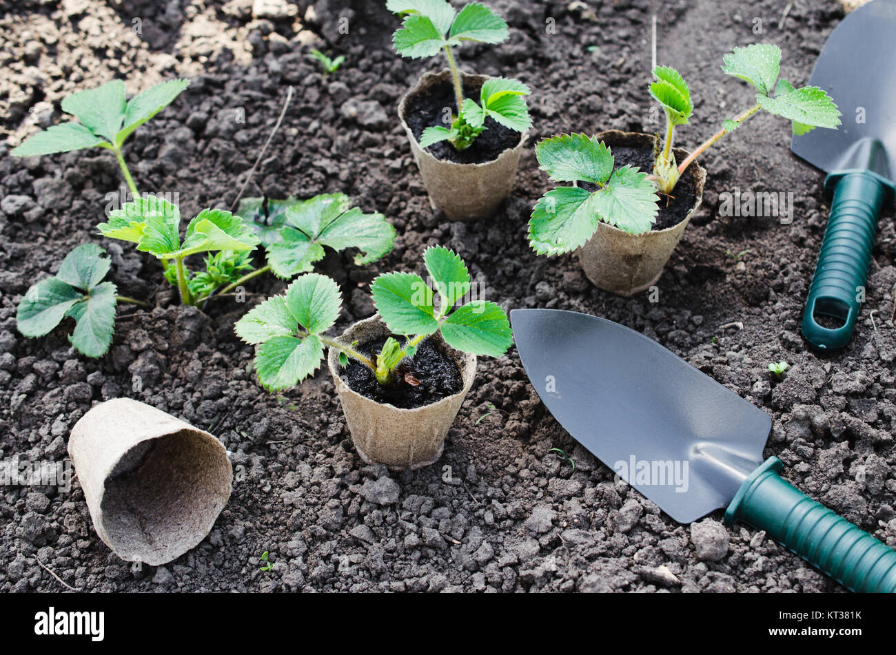 Strawberry Plants With Gardening Tools Stock Photo - Alamy