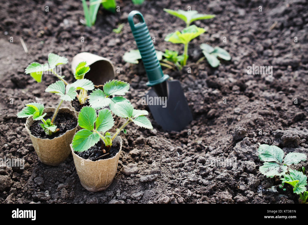 Strawberry Plants With Gardening Tools Stock Photo - Alamy