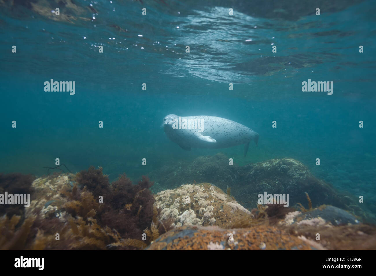 Phoca largha (Larga Seal, Spotted Seal) underwater pictures Stock Photo ...