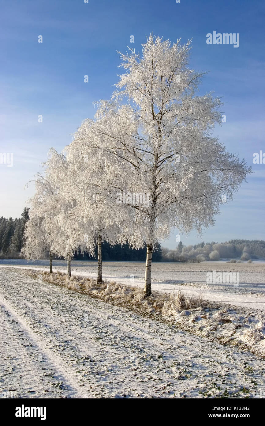 rime covered trees Stock Photo - Alamy