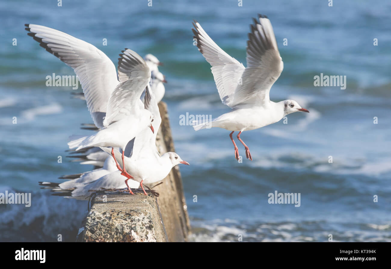 Group of seagulls Stock Photo - Alamy