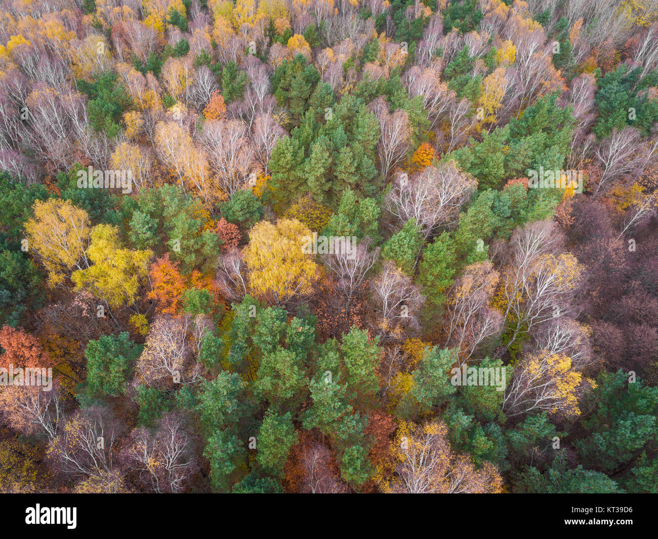 Aerial view of the forrest with different color trees. Taken during the ...