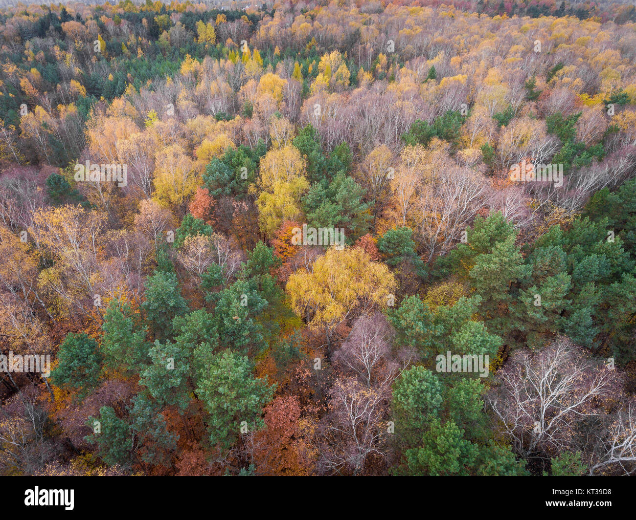 Aerial view of the forrest with different color trees. Taken during the ...