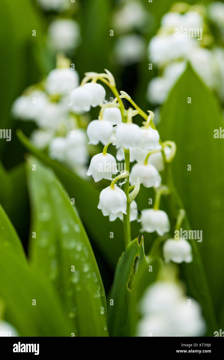 Lily of the valley flowers with water drops on green background ...