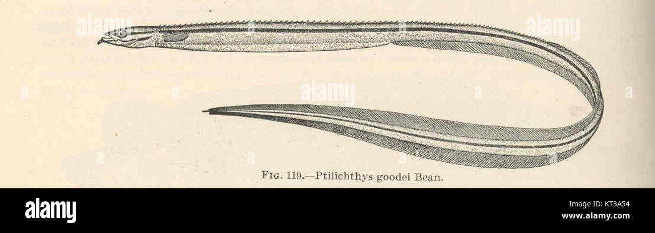 A scientific record of Ptilichthys goodei, a species of fish discovered ...