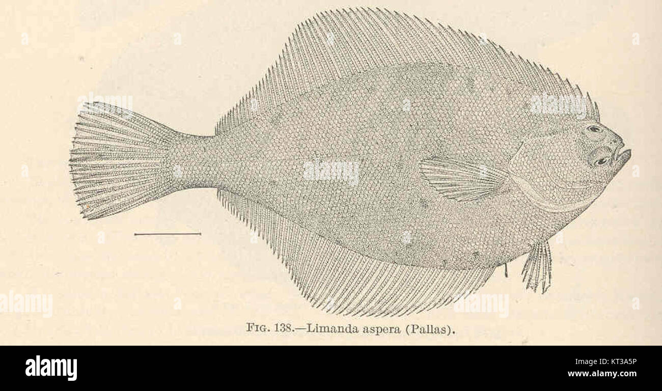 Limanda limanda hi-res stock photography and images - Alamy