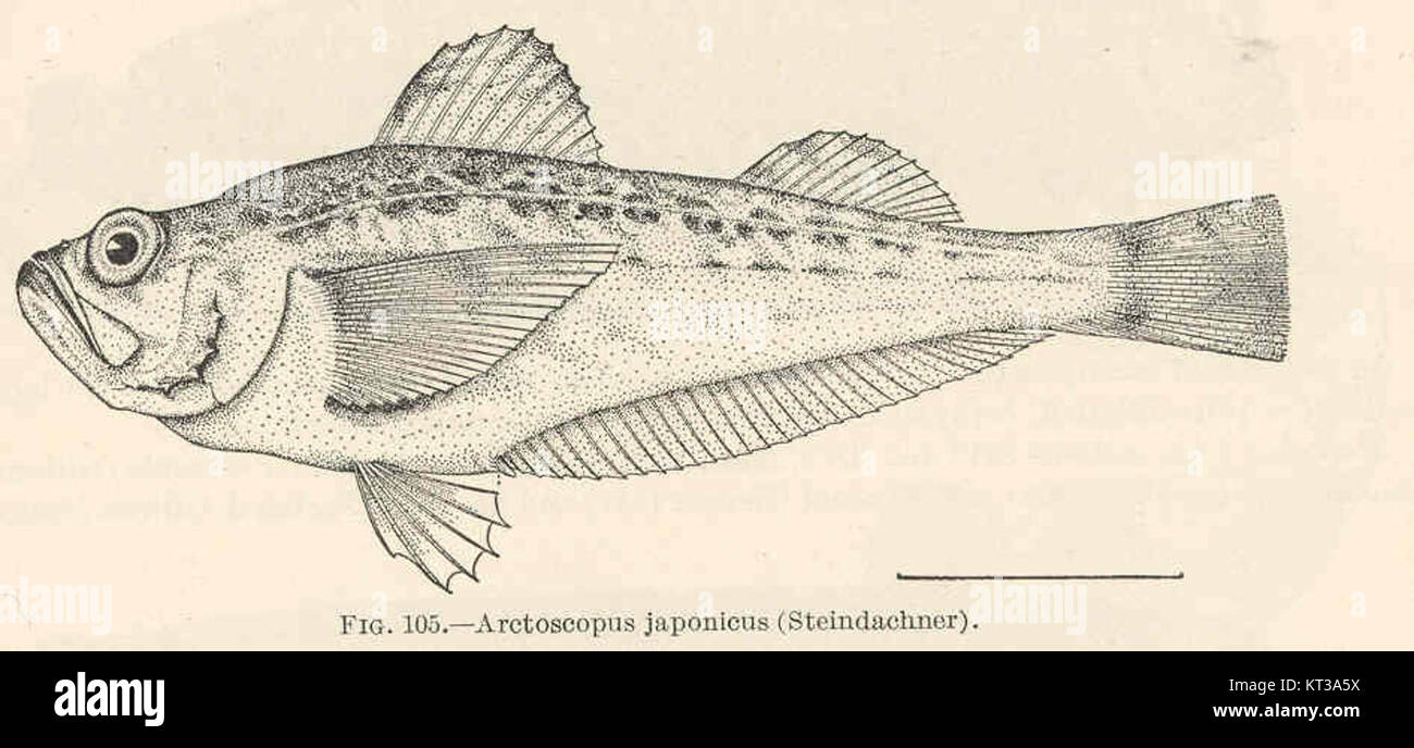 This image depicts Arctoscopus japonicus, also known as the Japanese ...