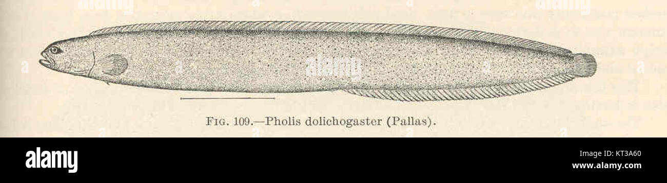 A scientific reference to Pholis dolichogaster (Pallas), a species of ...