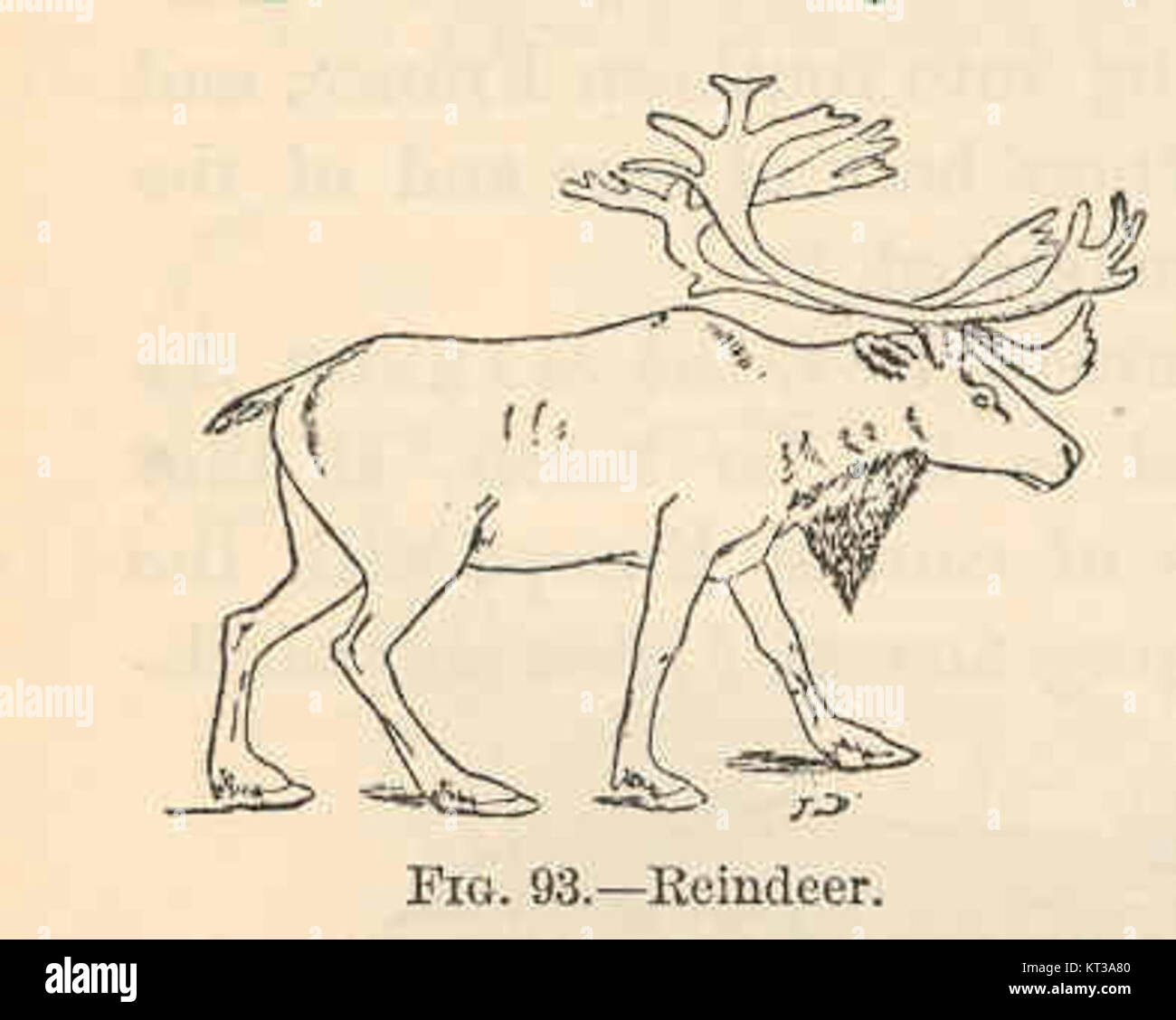 The image depicts a reindeer, a species native to Arctic and Subarctic ...