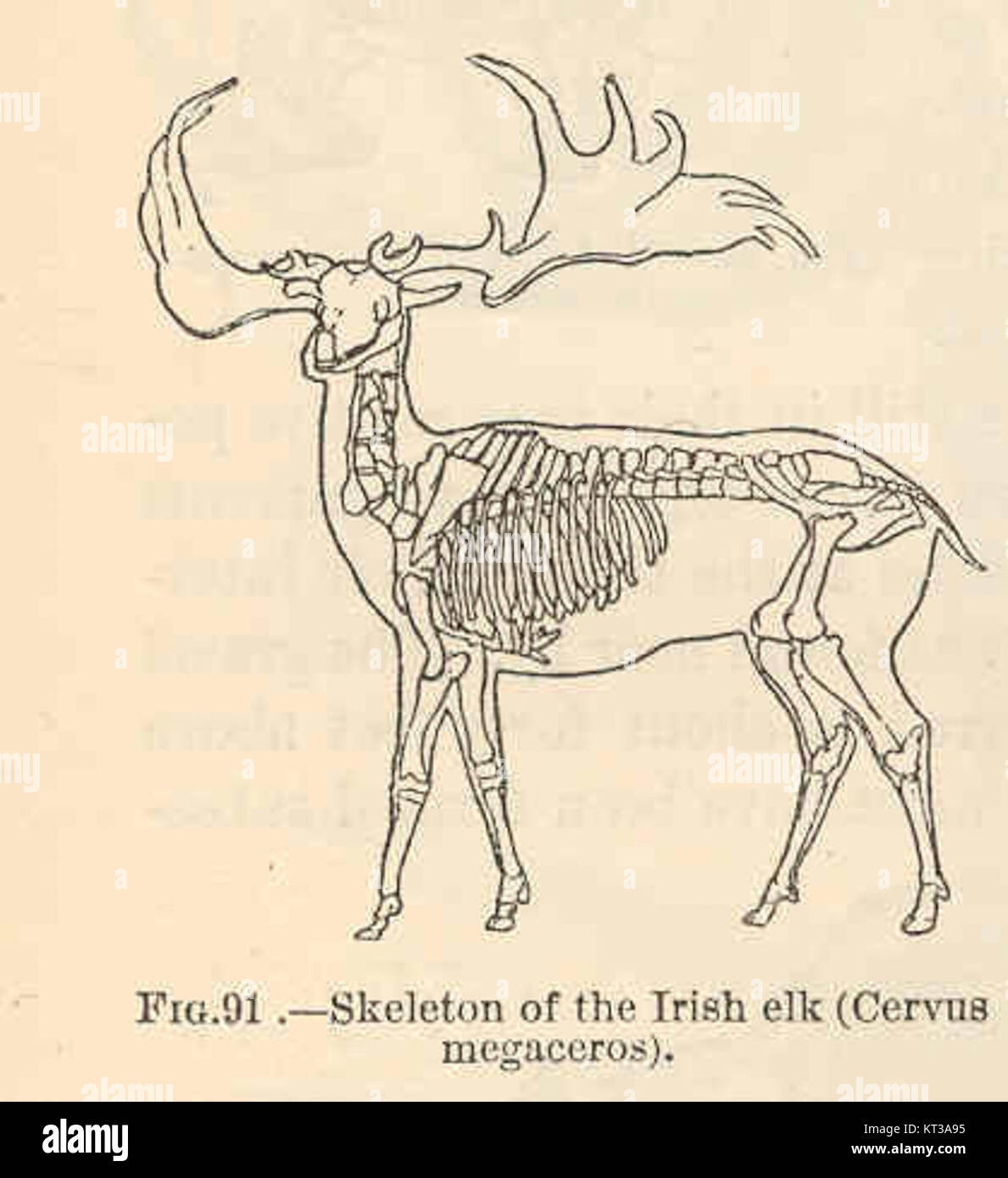 The skeleton of the Irish elk, Cervus megaceros, is an ancient specimen ...