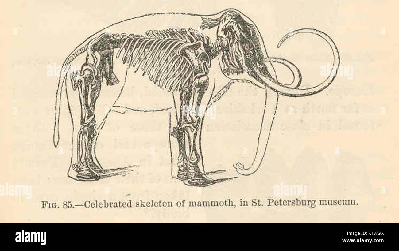 The celebrated skeleton of a mammoth on display at a St. Petersburg ...
