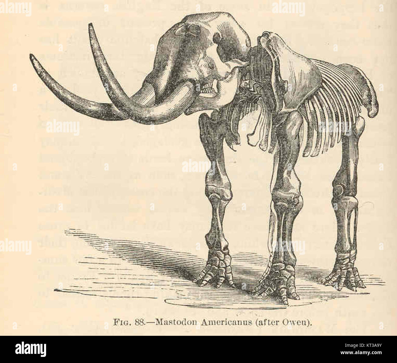 The Mastodon Americanus, an extinct species, lived in North America ...