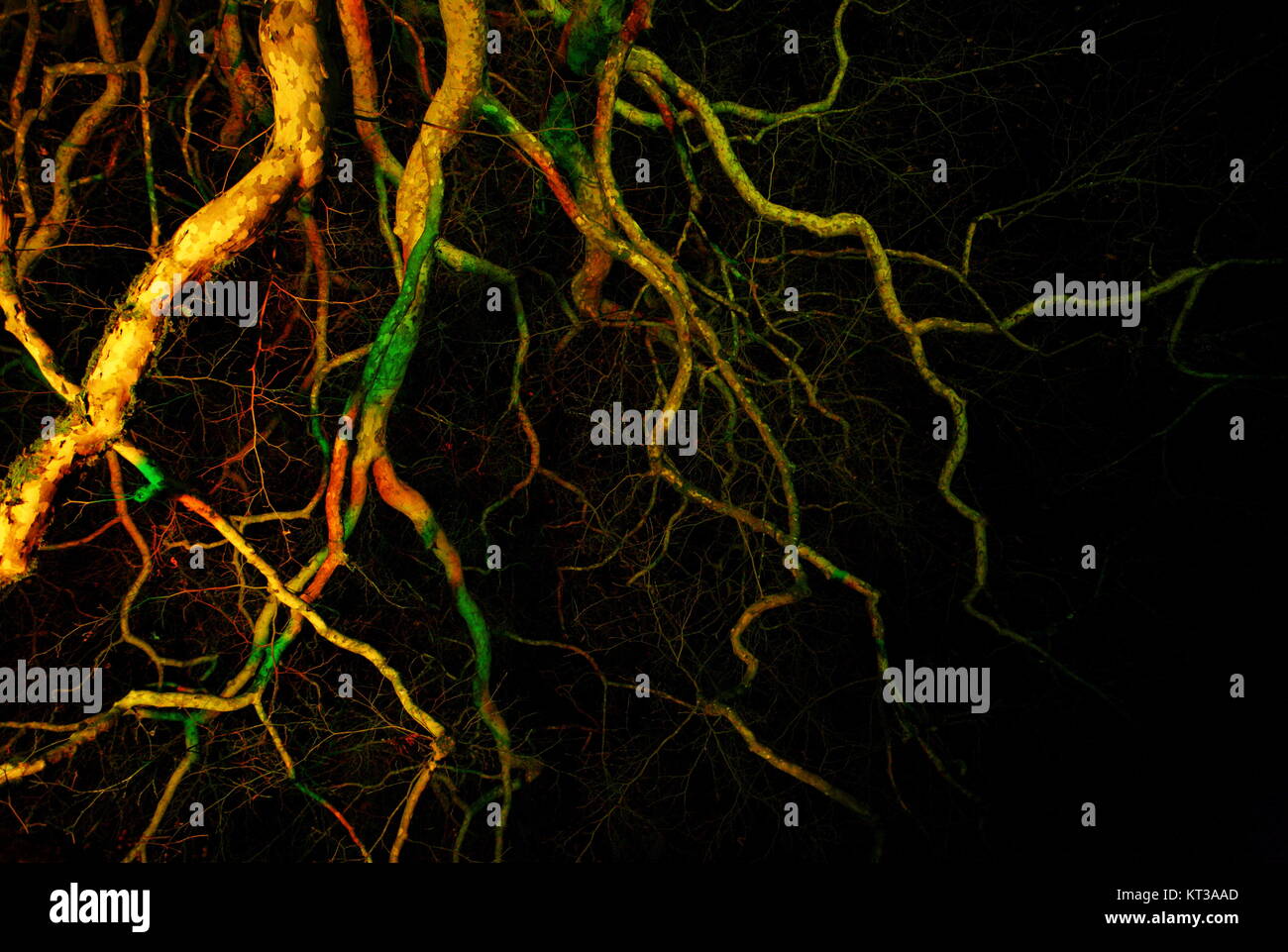 Various lighting effects are used to light up the trees at the National ...