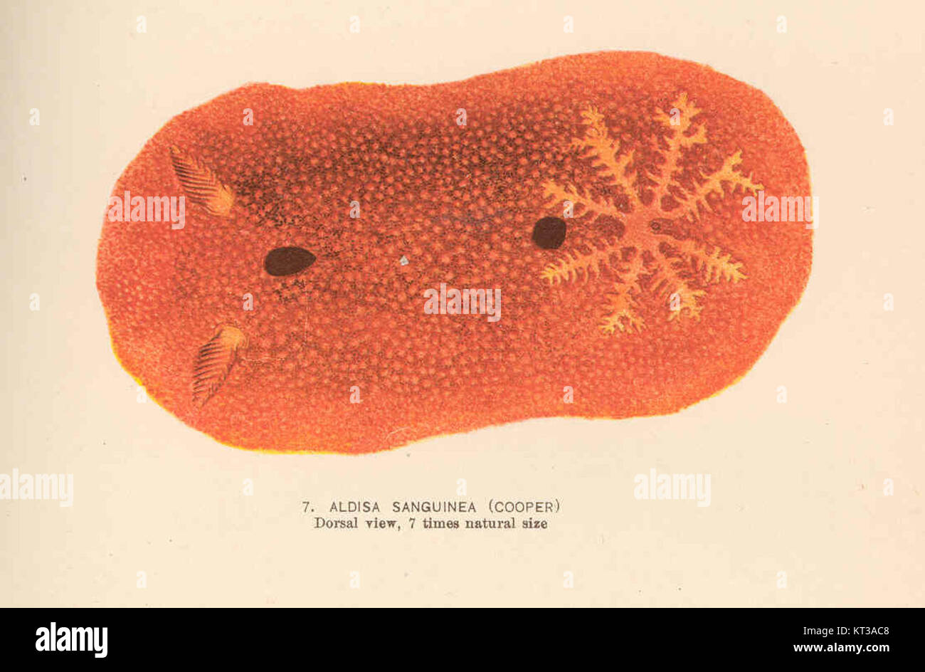 Aldisa sanguinea hi-res stock photography and images - Alamy