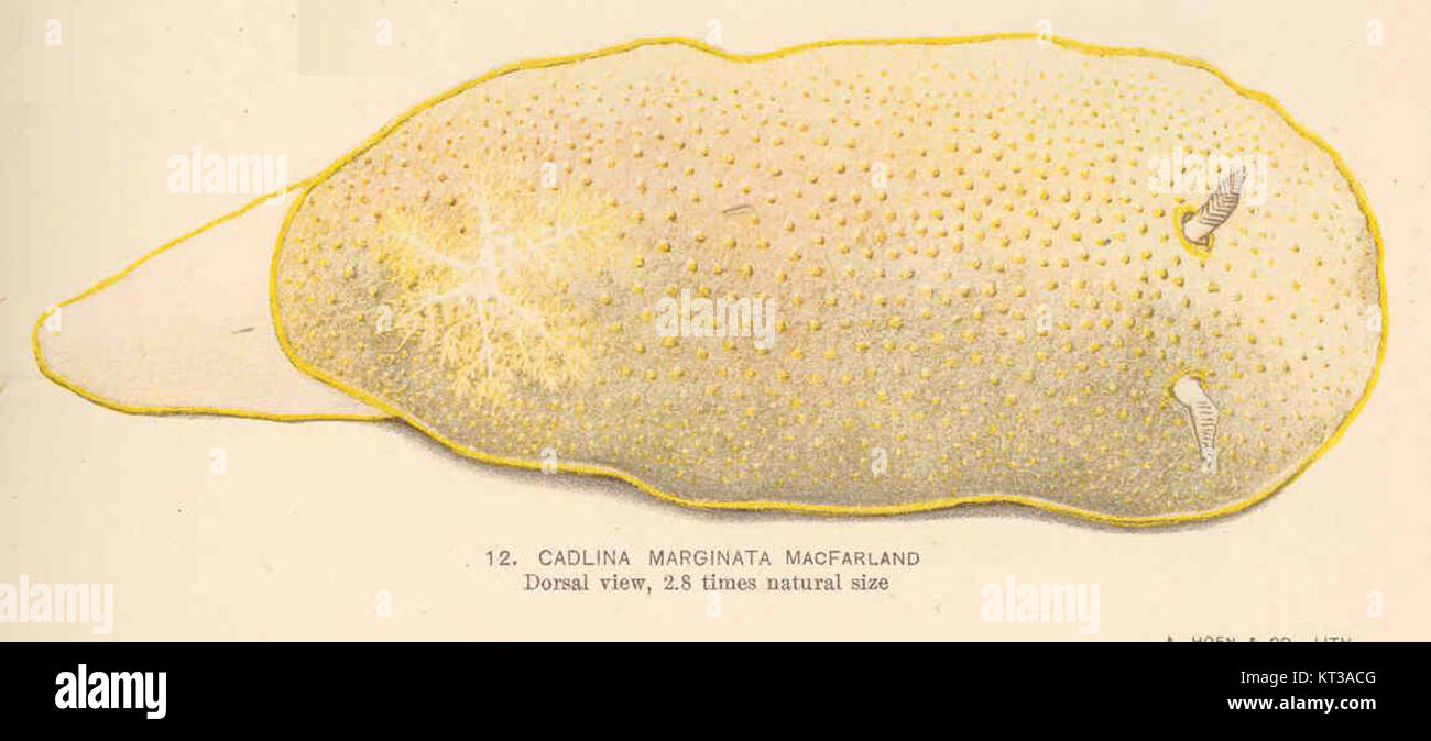 This image shows the dorsal view of *Cadlina marginata MacFarland*, a ...
