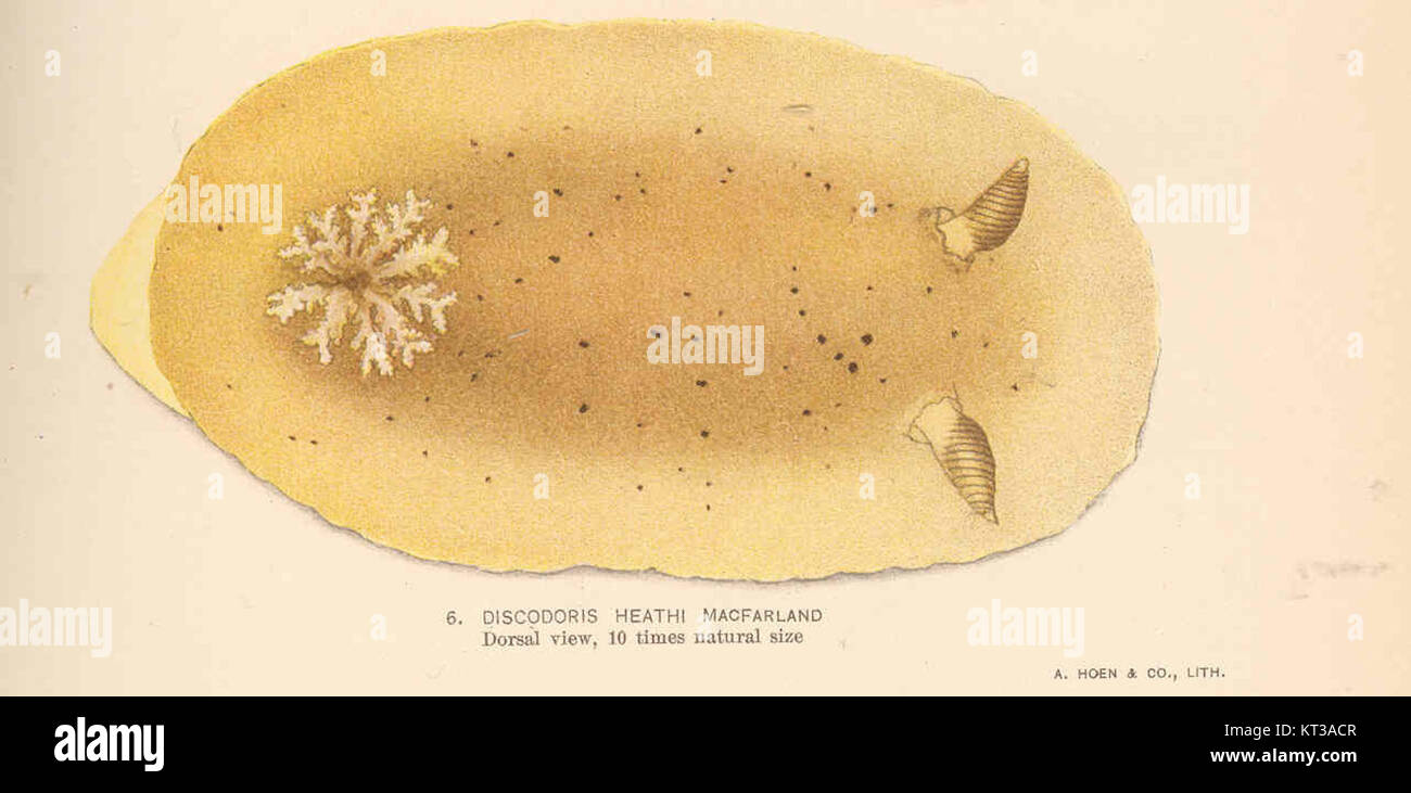 A dorsal view photograph of Discodoris heathi MacFarland, a species of ...