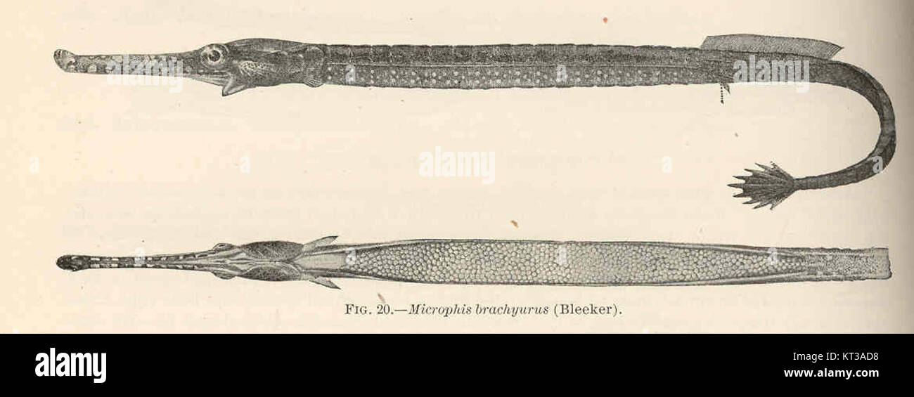 Microphis hi-res stock photography and images - Alamy