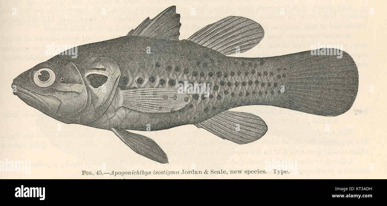 Apogonichthys isostigma, identified by Jordan & Seale, is a newly ...