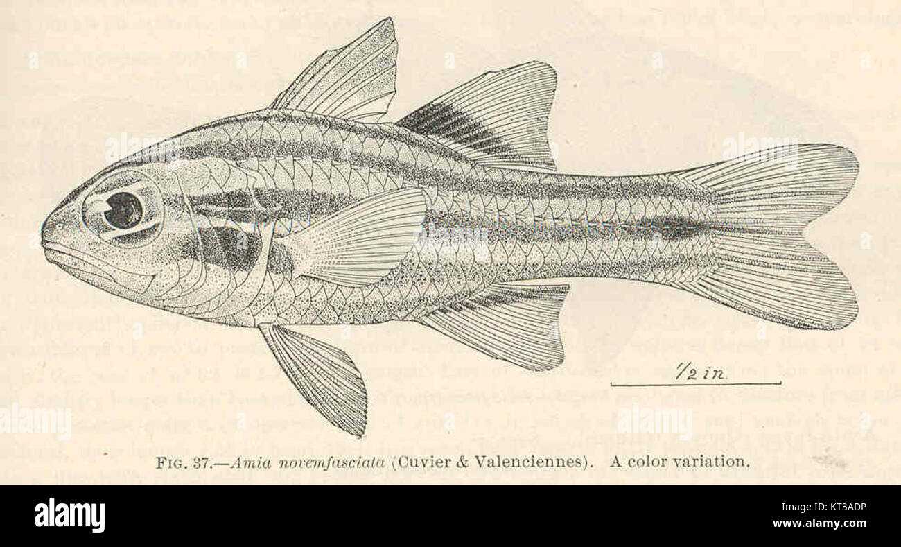 Novemfasciata hi-res stock photography and images - Alamy