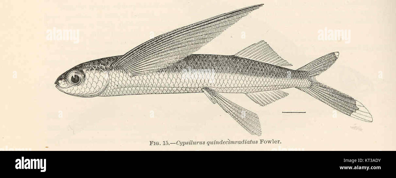 Cypsilurus quindecimradiatus, also known as the flying fish, is a ...