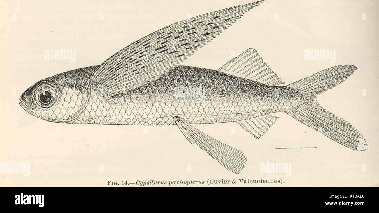 Cypsilurus Poecilopterus, commonly known as the pinktail spinyfin, is a ...